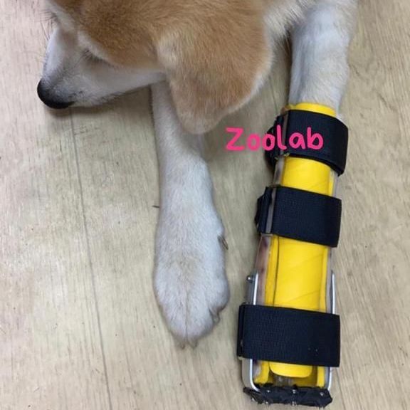 Ортезы для собак