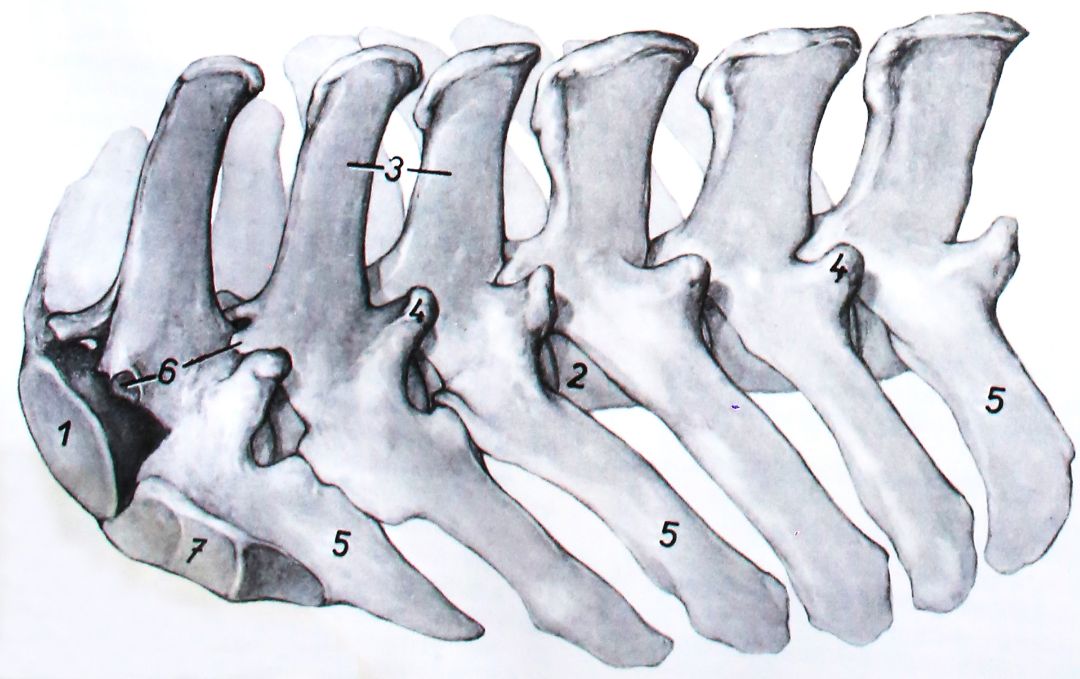 Основы коневодства. Скелет лошади