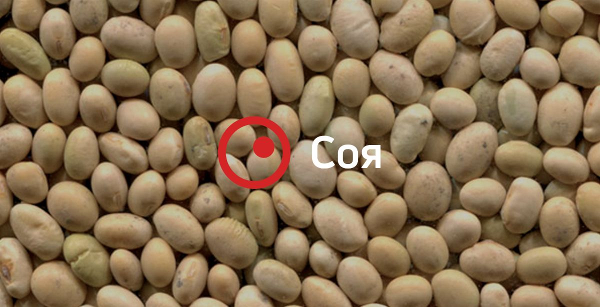 Результат очистки зерна сои от примесей на фотосепараторе